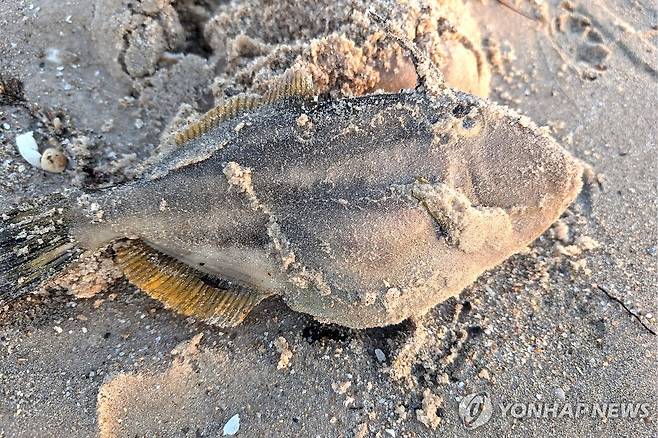 호주 바다 독성 해조류 확산에 해양생물 200여종 떼죽음