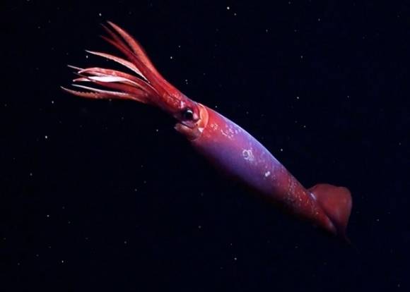 영상 세계 최초로 촬영된 희귀 오징어 수천m 심해에서 산 채로 처음 발견” 포착