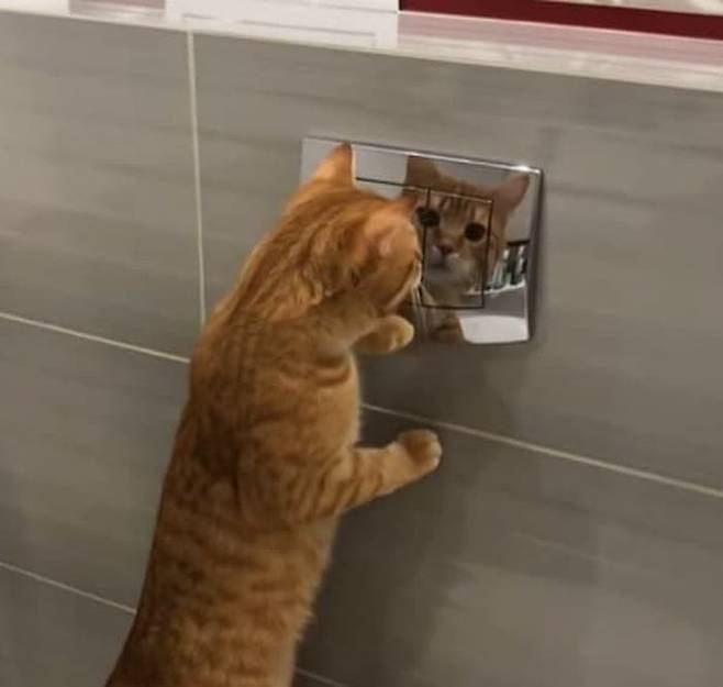 화장실 변기 밟고 일어서더니 스위치에 비친 얼굴 빤히 보는 고양이 | 애니멀 플래닛