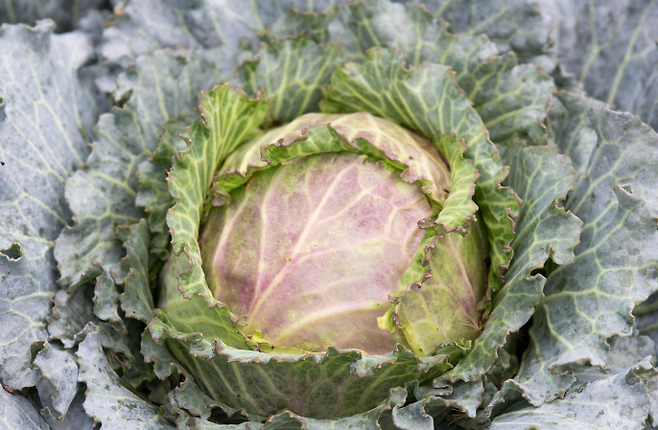 “익혀 먹으면 영양 0 됩니다” 반드시 생으로 먹어야 하는 의외의 식재료! | 건강하루한스푼